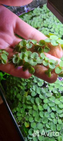 Растение аквариумное плавающее Сальвиния ушастая