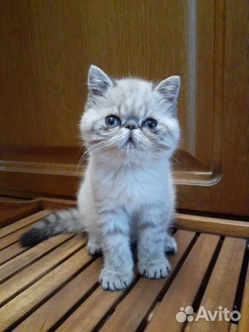 Экзотическая,персидская