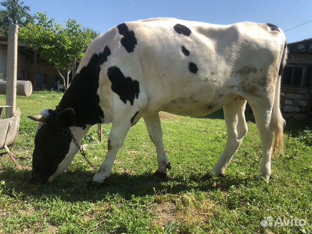 Тёлка 2 года