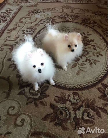 Девочки шпица