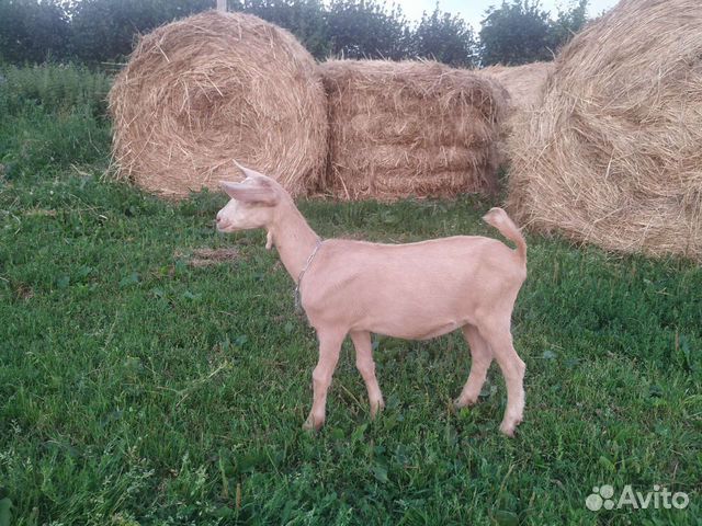 Племенная альпийская козочка