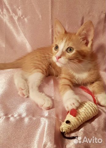 Котенок мальчик Леня 2,5 мес