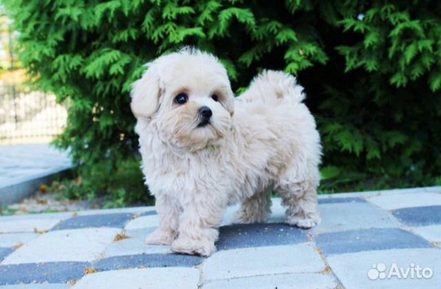 Мини мальтипу