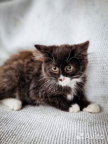 Котенок в добрые руки