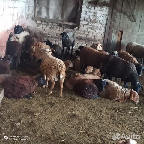 Овцы, ягнята