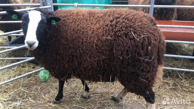 Овцы, бараны, класса Элита Европейских седекций