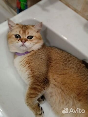 Британский кот золотая шиншилла
