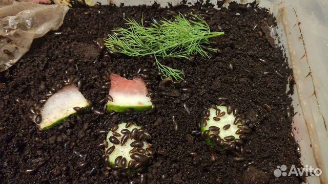 Суринамские земляные тараканы