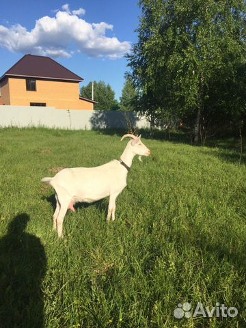 Козы дойные козочки