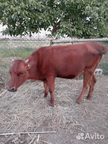 Корова с теленком и тёлка