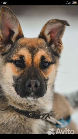 Умочка для охраны и дружбы