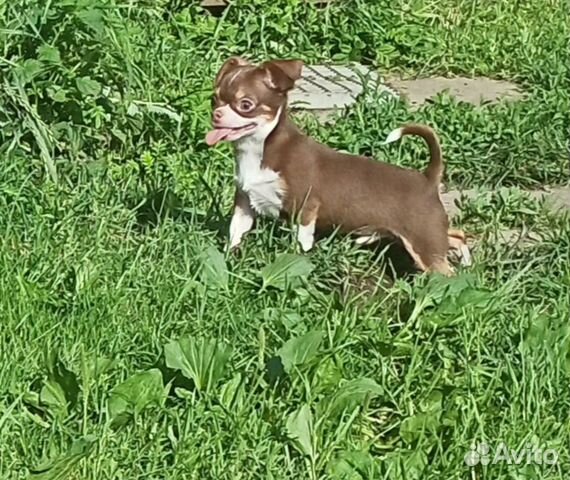 Чихуахуа мальчик