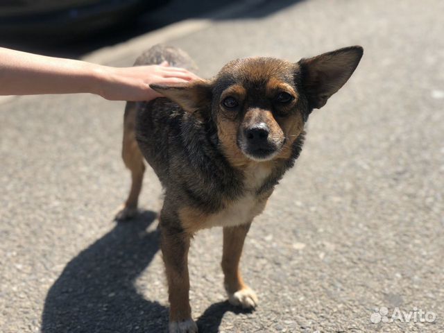 Викки 25 см в холке ищет дом