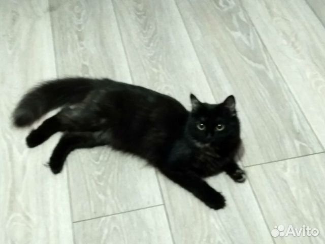 Кошечку в добрые руки