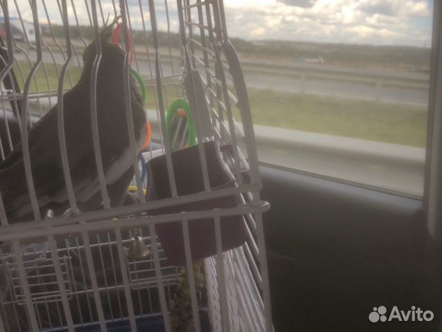 Попугай корелла с клеткой