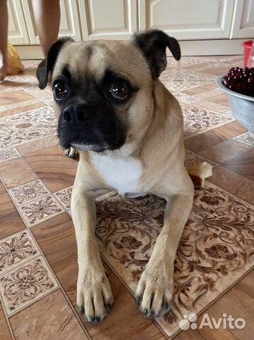 Пти брабансон собака в добрые руки