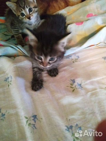 Кошки в добрые руки бесплатно