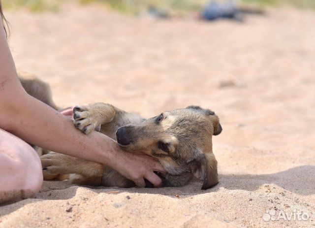 Солнечный щенок Ланс ищет дом