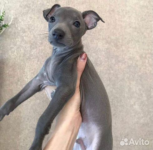 Левретка итальянская борзая