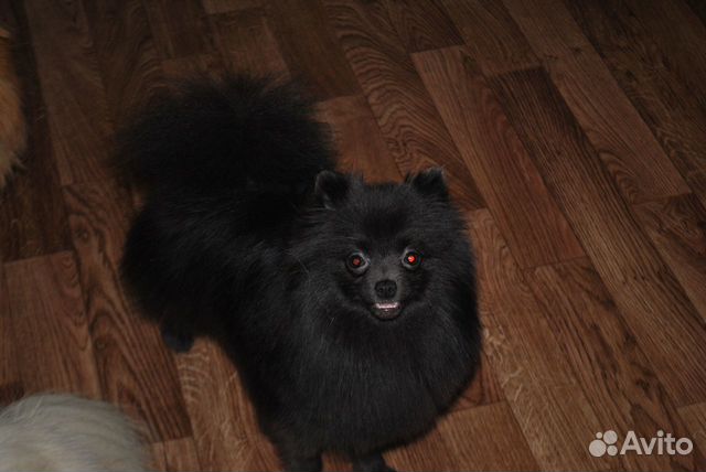 Шпиц - черная девочка с цветной генетикой