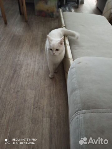 Найден кот