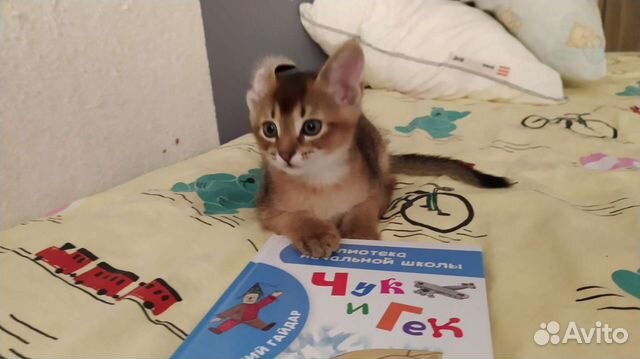 Абиссинские котята