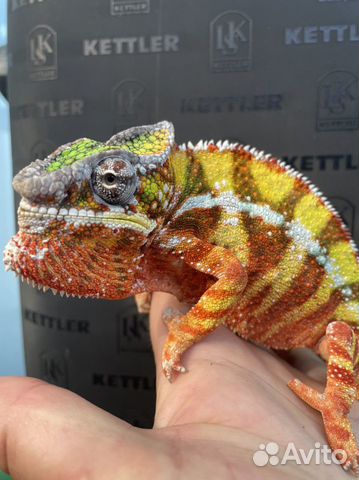 Хамелеон пантеровый