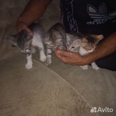 Милые котята в хорошие руки (бесплатно). (3 девочк