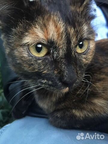 Кошка