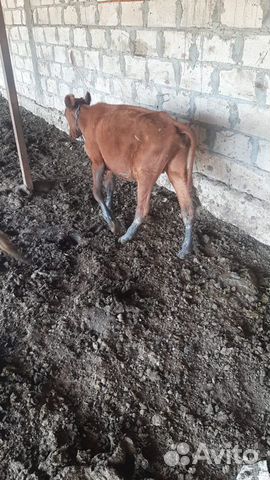 Продажа крс