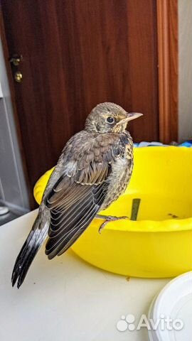 Дрозд-рябинник