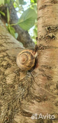 Улитки виноградные