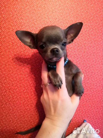 Голубая малышка