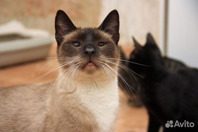 Котик Сиам в дар в добрые руки