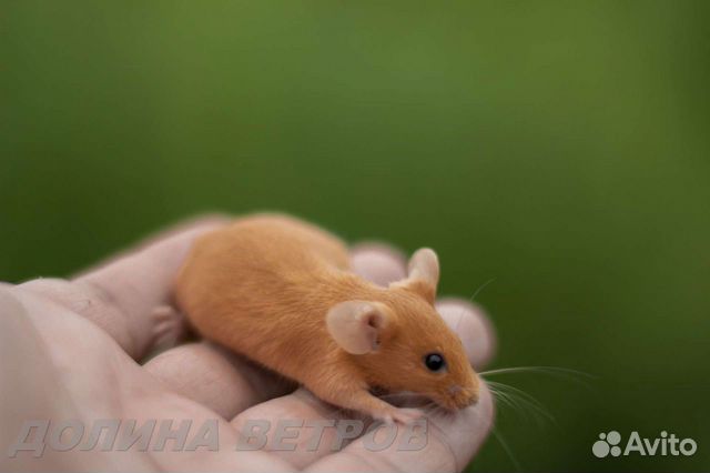 Декоративная мышь золотая с чёрными глазами