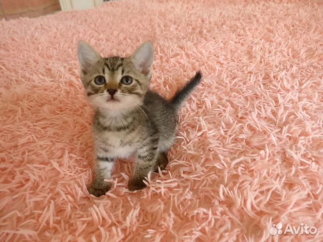 Котенок в добрые руки