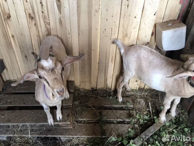Продам козочек альпо-нубийской породы