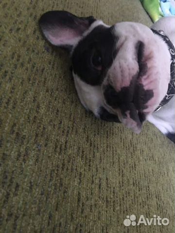 Продам французика, здоров и упитан