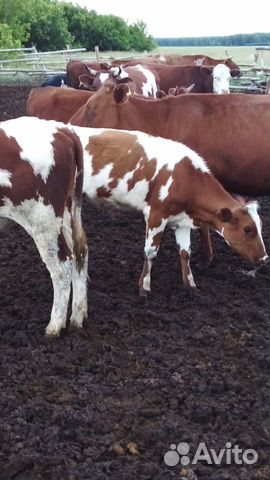 Продаю коров