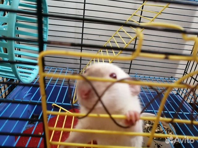 Сиамская крыска Дамбо