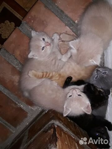 Британские длинношерстные котята
