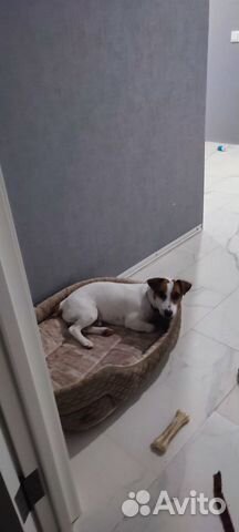 Маленькие собаки