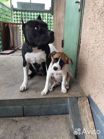 Стаффордширский терьер