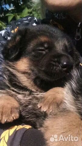 Щенки немецкой овчарки