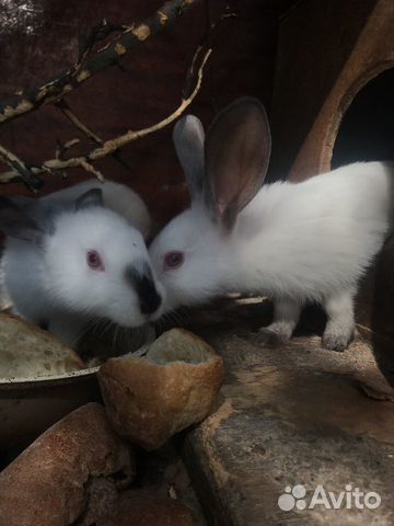 Продаю крольчат