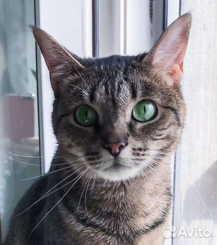 Кошка сонечка