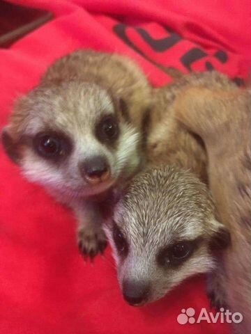 Сурикаты - малыши