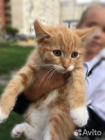 Рыжий котенок