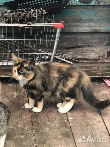 Котенок кот кошка бесплатно