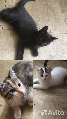 Котята в добрые руки